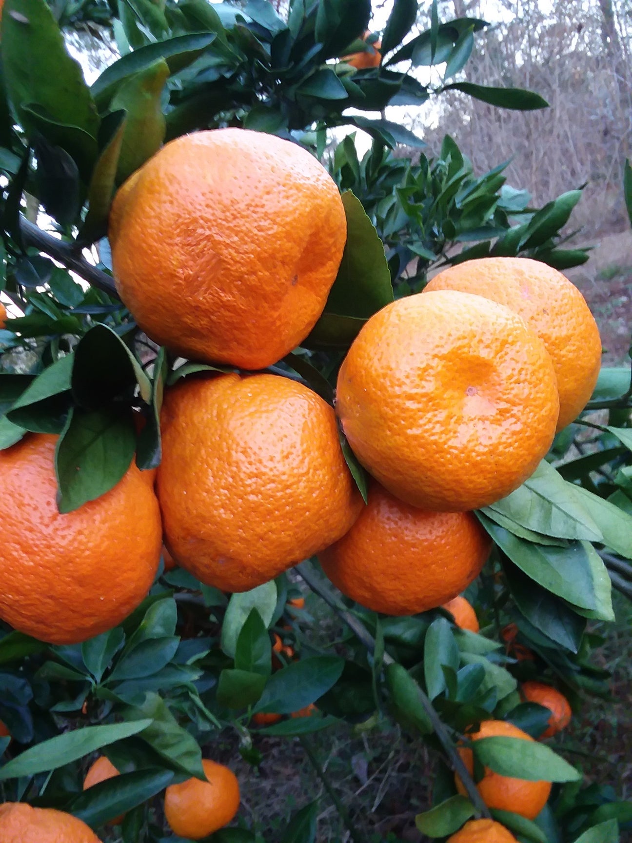 The Fruit Factory – Fruit-Factory.com