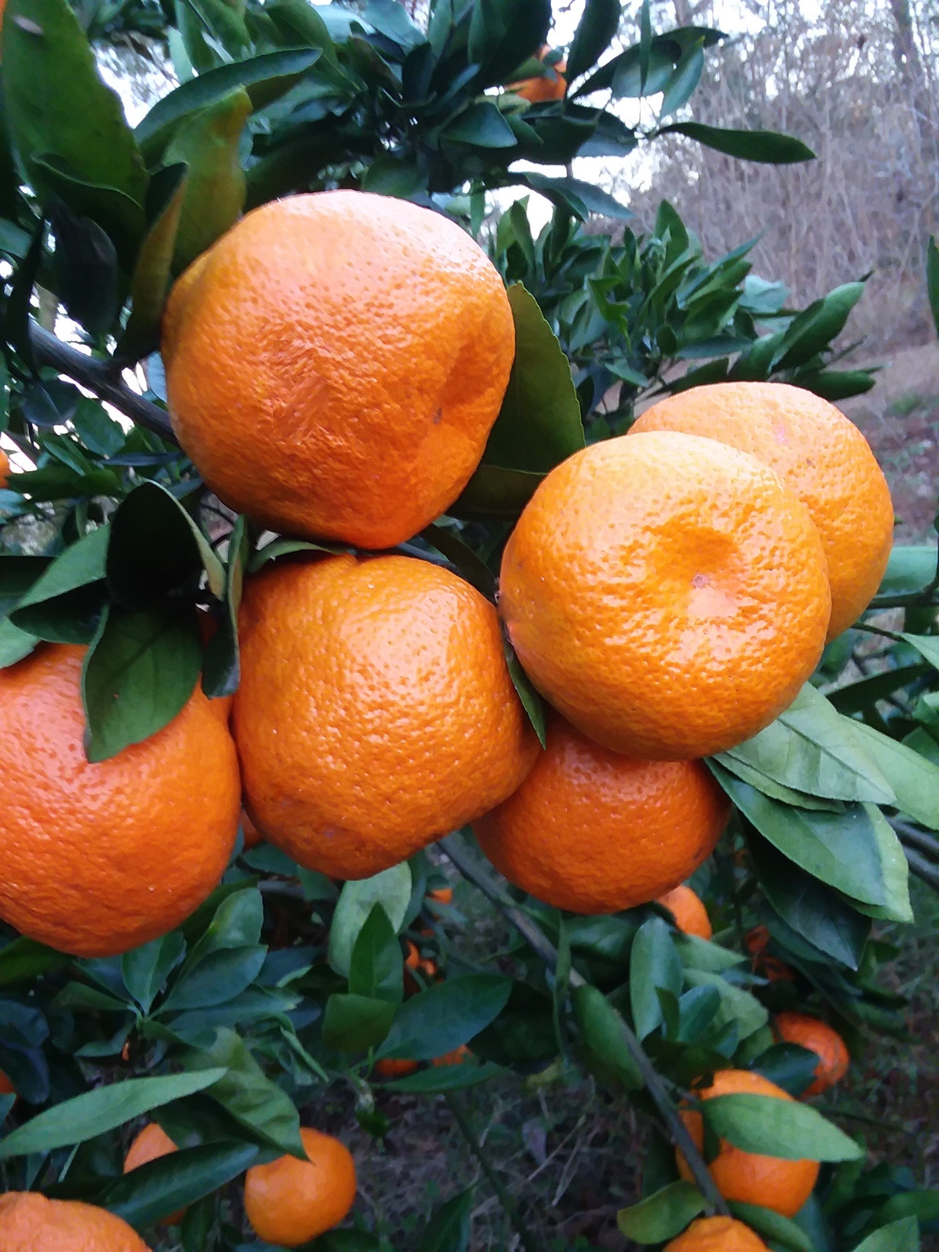 The Fruit Factory – Fruit-Factory.com