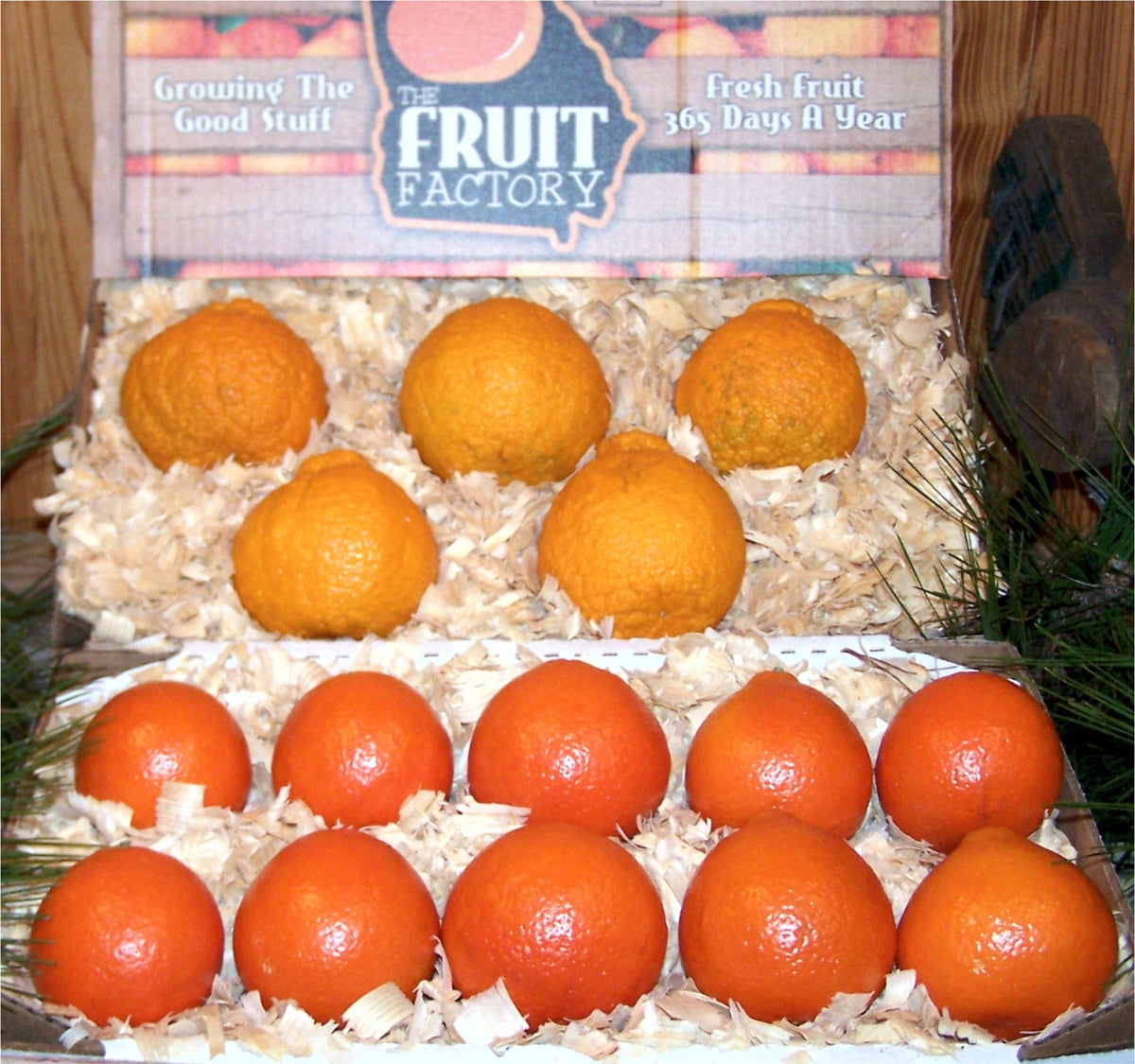 The Fruit Factory Duo – Fruit-Factory.com